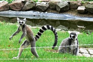 Tierpark Angermünde | Mamilade Ausflugsziele