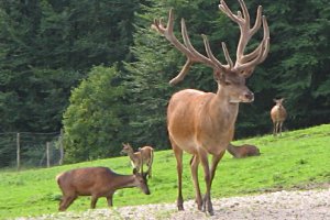 BergTierPark Blindham | Mamilade Ausflugsziele