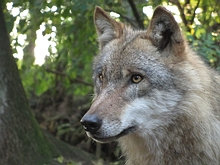 Wolfswege im Schwarzwald | Mamilade Ausflugsziele