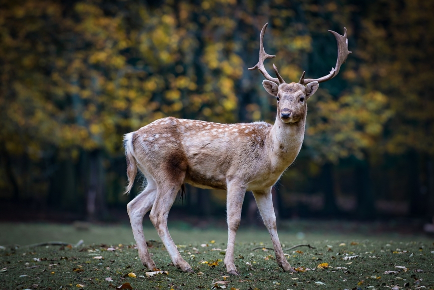 Familienausflug zum Alpenwildpark Obermaiselstein | Mamilade Ausflugsziele