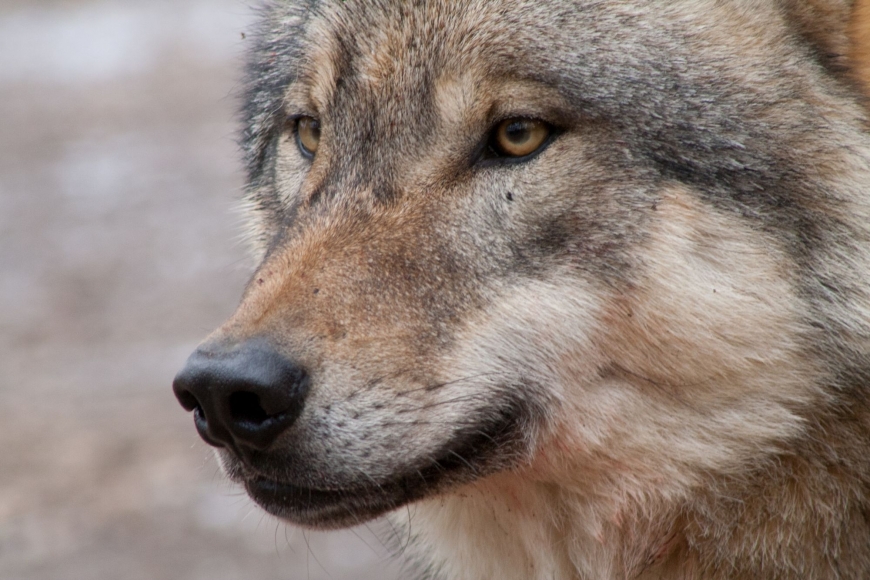 Wolfswege im Schwarzwald | Mamilade Ausflugsziele