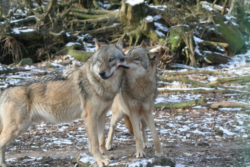 Wolfswege im Schwarzwald | Mamilade Ausflugsziele
