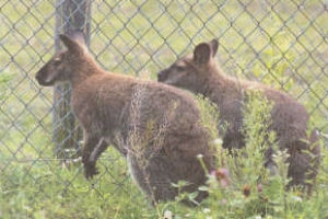 Jura-Zoo in Neumarkt | Mamilade Ausflugsziele